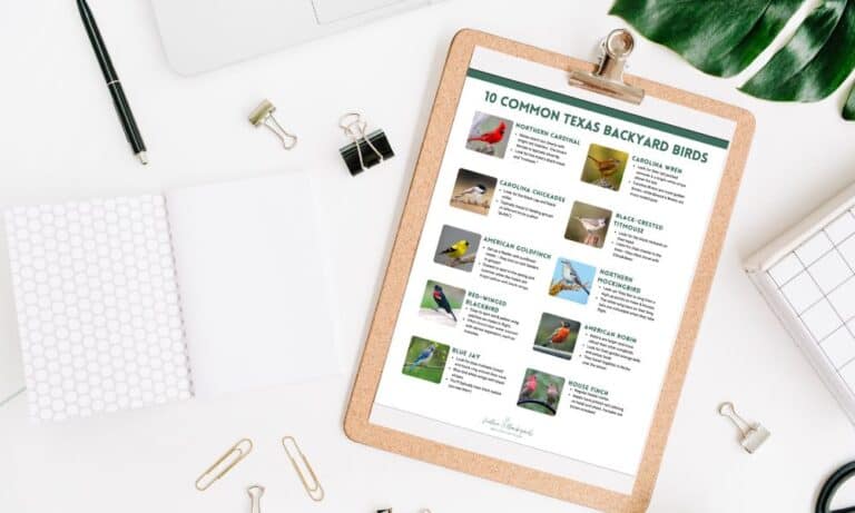 Texas Birds - The Ultimate Guide for Beginning Birders! - Native Backyards