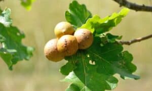 10 Texas Wasps to Know and Appreciate! - Native Backyards