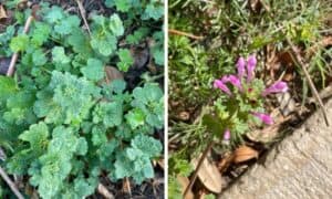 Top 10 Texas Weeds to Know - Native Backyards