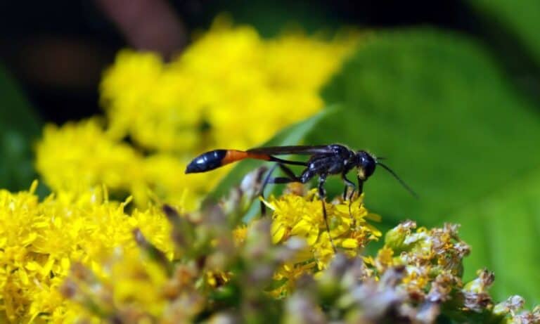 10 Texas Wasps to Know and Appreciate! - Native Backyards