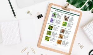 10 Texas Wasps to Know and Appreciate! - Native Backyards