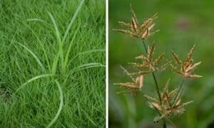 Top 10 Texas Weeds to Know - Native Backyards