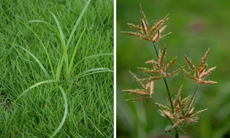 Top 10 Texas Weeds to Know - Native Backyards