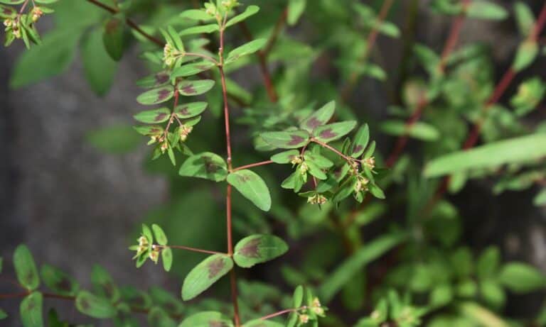 Top 10 Texas Weeds to Know - Native Backyards