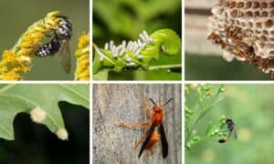 Texas Insects and Wildlife Archives - Native Backyards