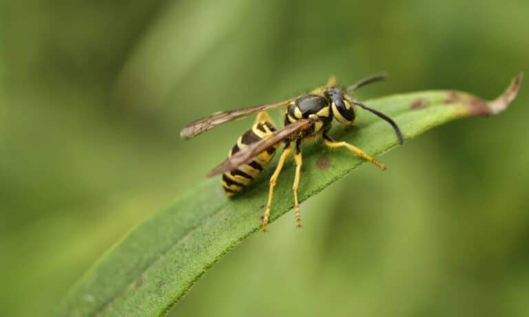 10 Texas Wasps to Know and Appreciate! - Native Backyards