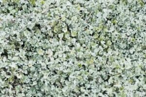 5 Reasons to Grow Silver Ponyfoot - Native Backyards