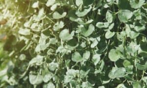 5 Reasons to Grow Silver Ponyfoot - Native Backyards