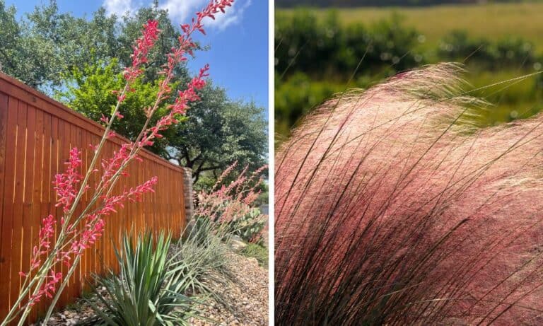 5 Reasons to Grow Silver Ponyfoot - Native Backyards
