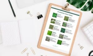 Top 10 Texas Weeds to Know - Native Backyards