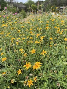 5 Reasons to Grow Zexmenia (Wedelia texana) - Native Backyards