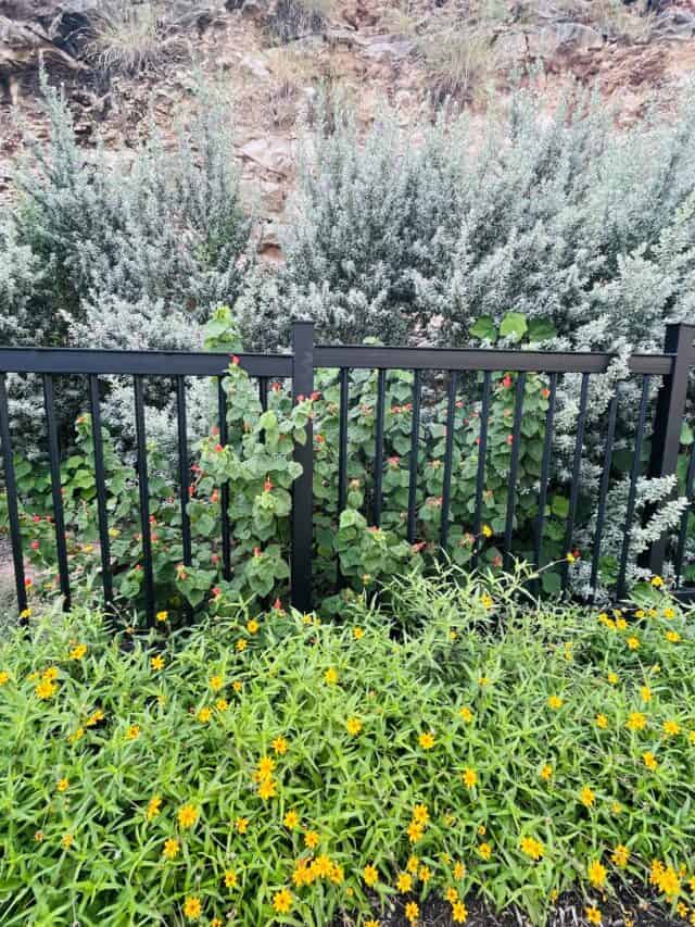 5 Reasons to Grow Zexmenia (Wedelia texana) - Native Backyards