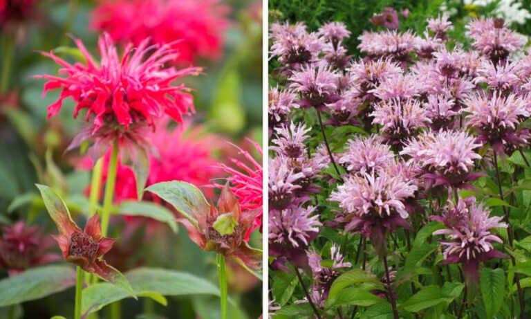 5 Reasons to Grow Lemon Mint (Monarda citriodora) - Native Backyards