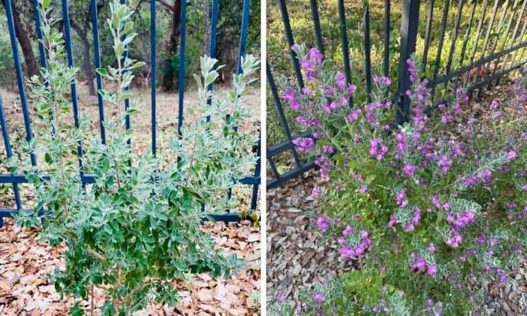 Cenizo (Texas Sage) - A Beautiful Native Evergreen Shrub! - Native ...