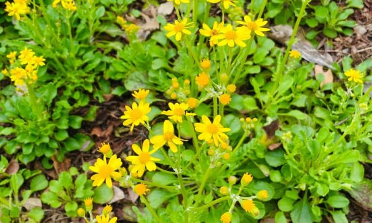 Top 7 Texas Native Ground Covers - Native Backyards