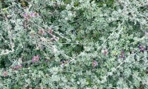 Top 7 Texas Native Ground Covers - Native Backyards