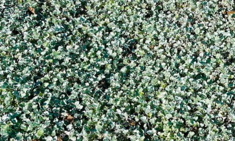 Top 7 Texas Native Ground Covers - Native Backyards