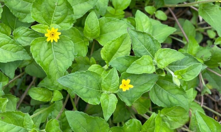 Top 7 Texas Native Ground Covers - Native Backyards