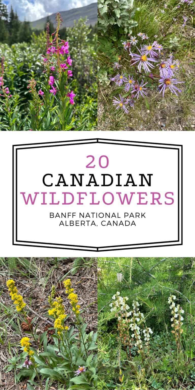20 Beautiful Wildflowers of Alberta Canada - Native Backyards