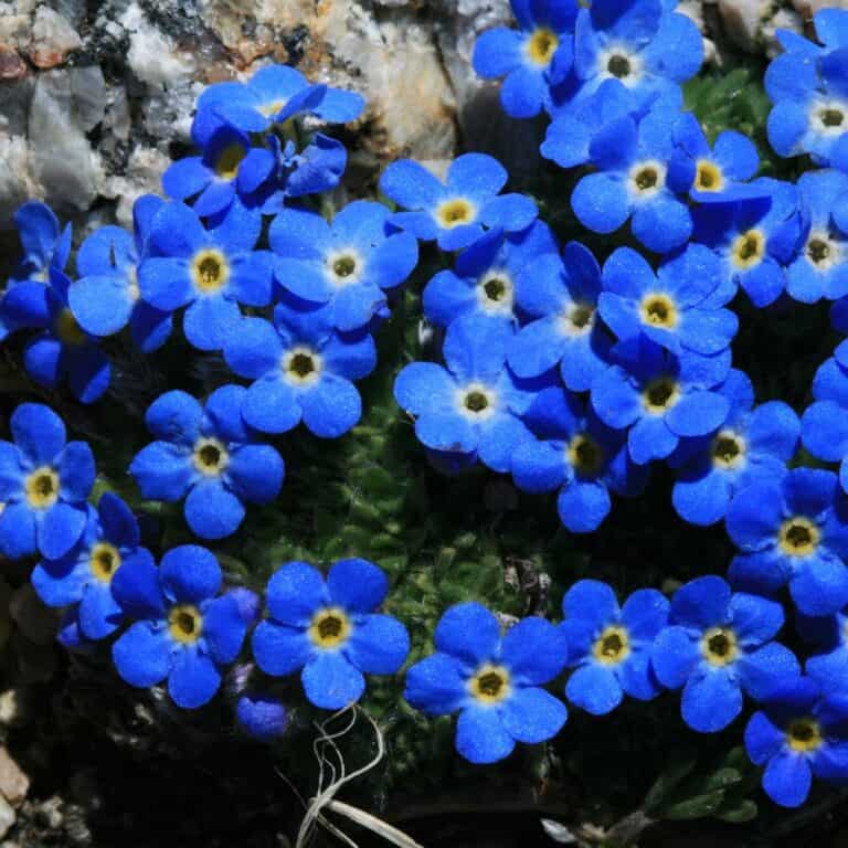 20 Beautiful Wildflowers of Alberta Canada - Native Backyards