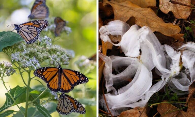 Top 5 Texas Fall Flowers to Grow - Native Backyards
