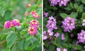 5 Reasons to Grow Texas Lantana (Lantana urticoides) - Native Backyards