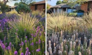 10 Awesome Native Texas Landscaping Ideas - Native Backyards