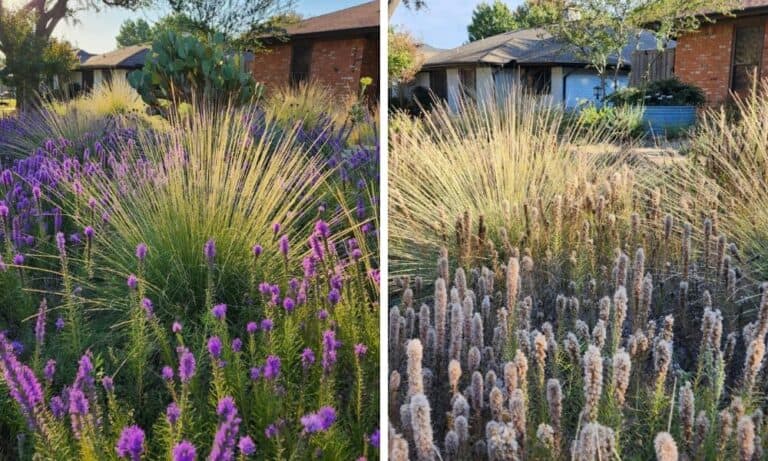 10 Awesome Native Texas Landscaping Ideas - Native Backyards