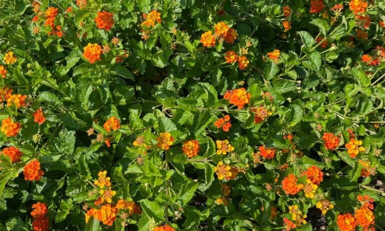 5 Reasons to Grow Texas Lantana (Lantana urticoides) - Native Backyards