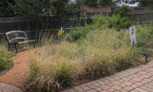 10 Awesome Native Texas Landscaping Ideas - Native Backyards