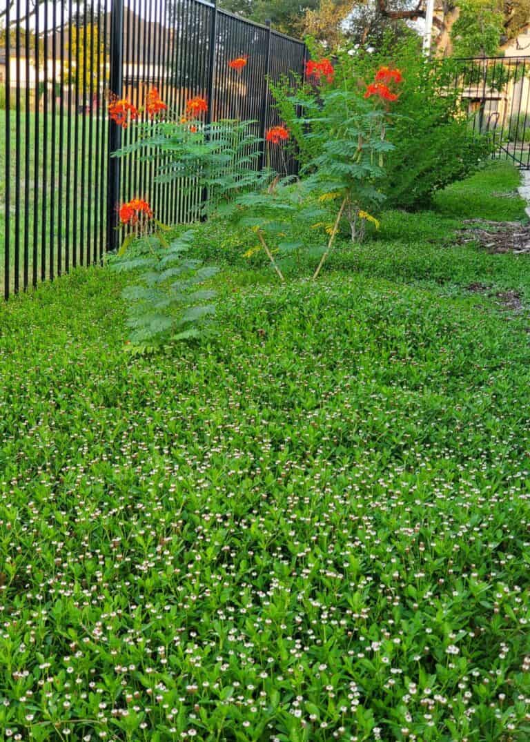 10 Awesome Native Texas Landscaping Ideas - Native Backyards
