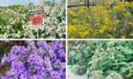 Top 5 Texas Fall Flowers to Grow - Native Backyards