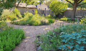 10 Awesome Native Texas Landscaping Ideas - Native Backyards