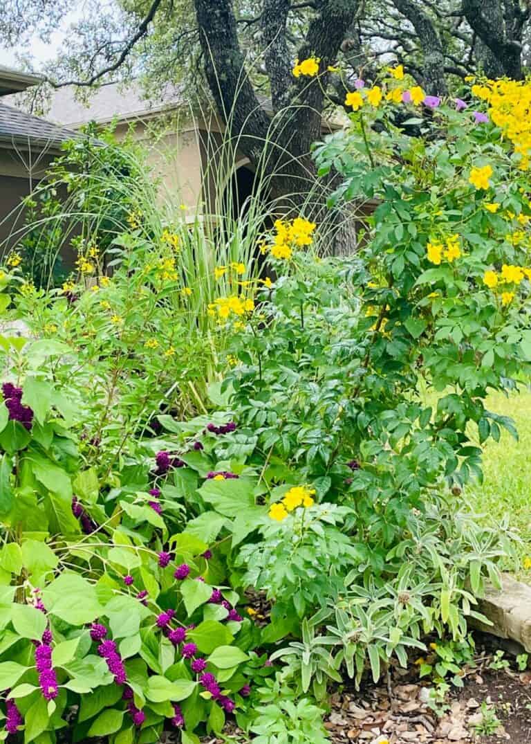 5 Great Reasons to Grow an Esperanza Plant (Tacoma stans) - Native ...