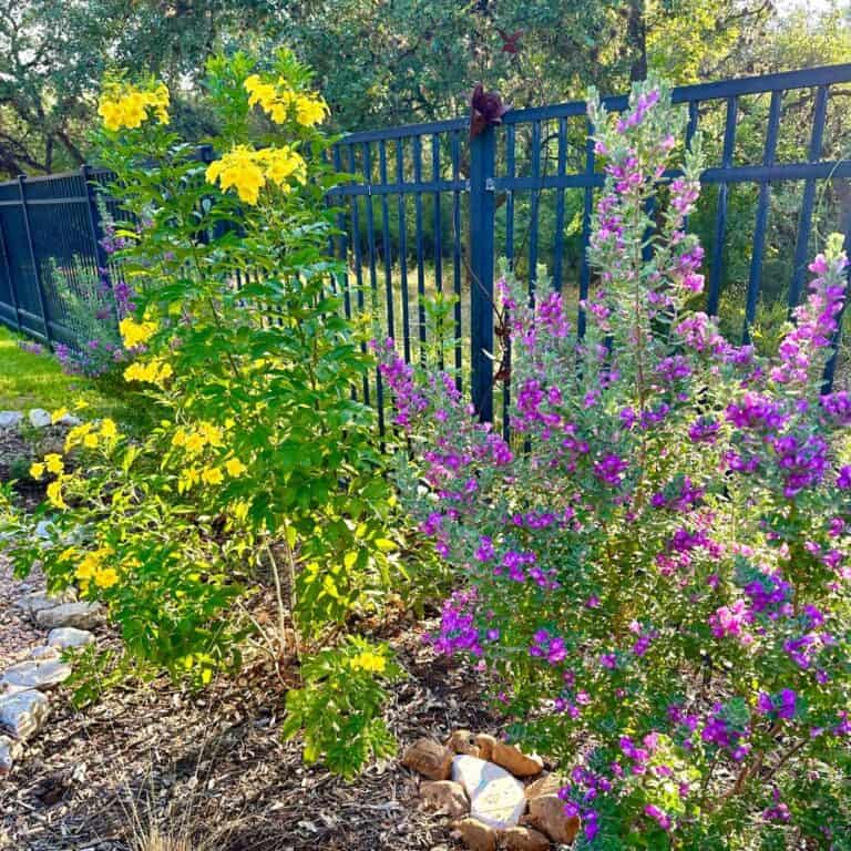 5 Great Reasons to Grow an Esperanza Plant (Tacoma stans) - Native ...