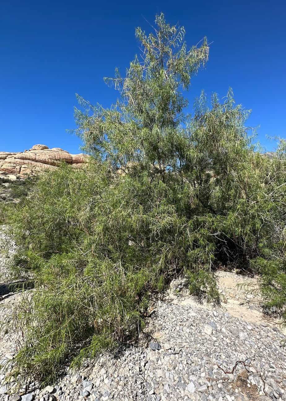 5 Reasons to Plant a Desert Willow Tree (Chilopsis linearis) - Native ...