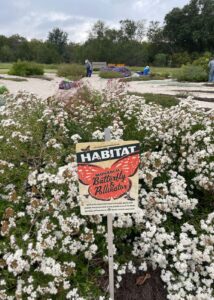 5 Reasons to Plant White Mistflower (Ageratina havanensis) - Native ...