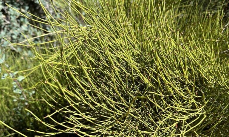 10 Cool Nevada Native Plants - Native Backyards