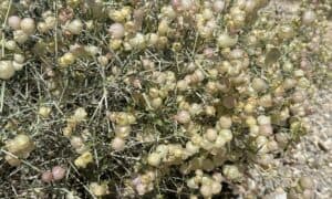 10 Cool Nevada Native Plants - Native Backyards