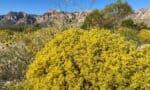 10 Cool Nevada Native Plants - Native Backyards