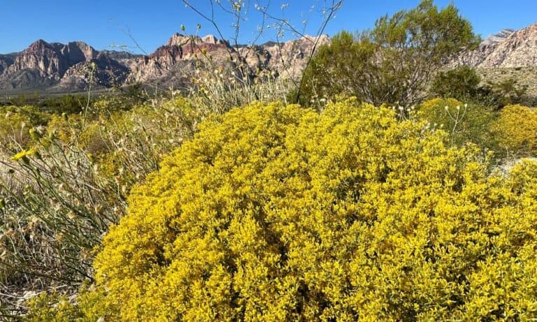 10 Cool Nevada Native Plants - Native Backyards