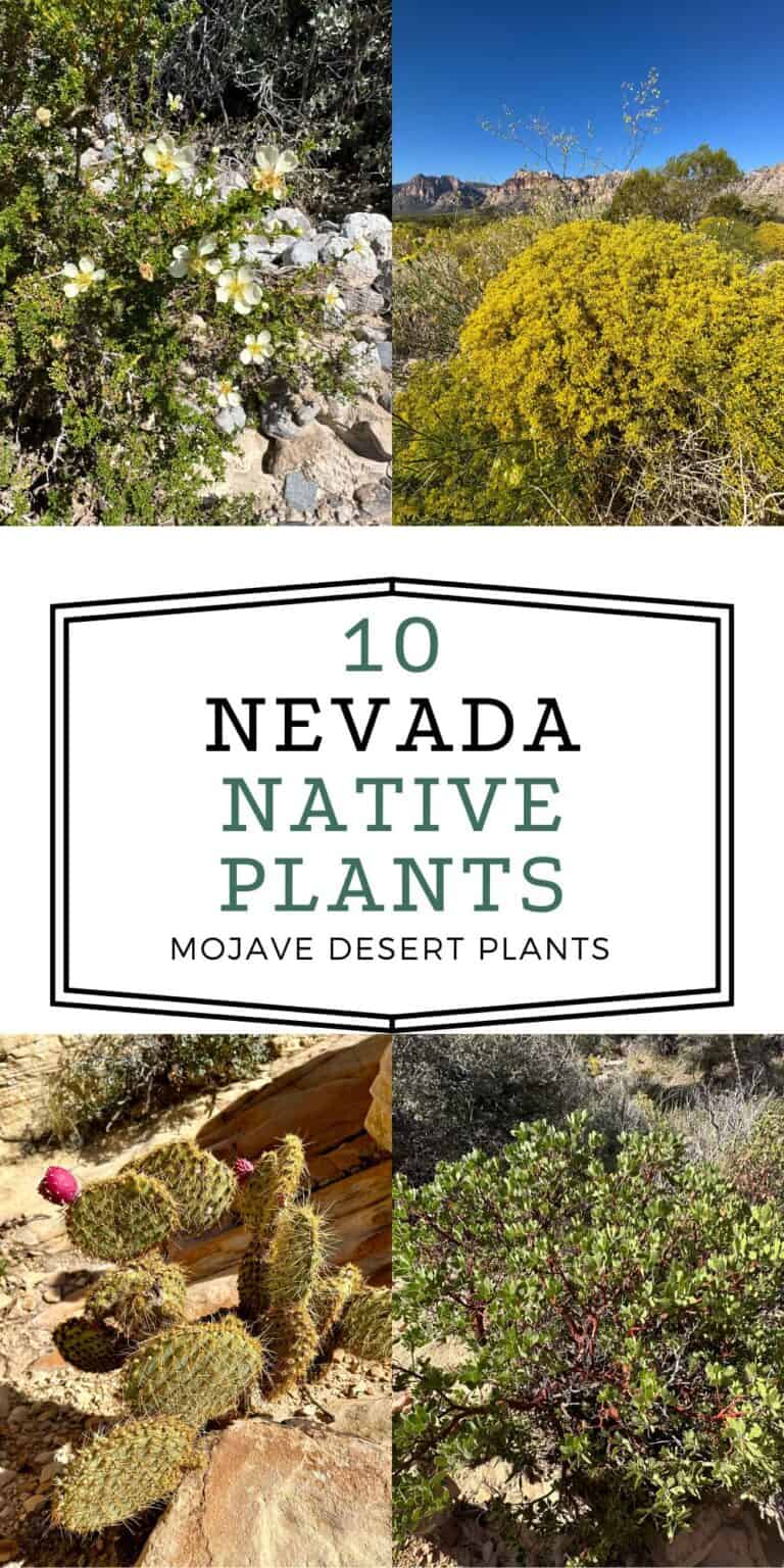 10 Cool Nevada Native Plants - Native Backyards
