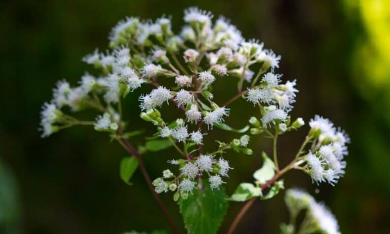 5 Reasons to Plant White Mistflower (Ageratina havanensis) - Native ...