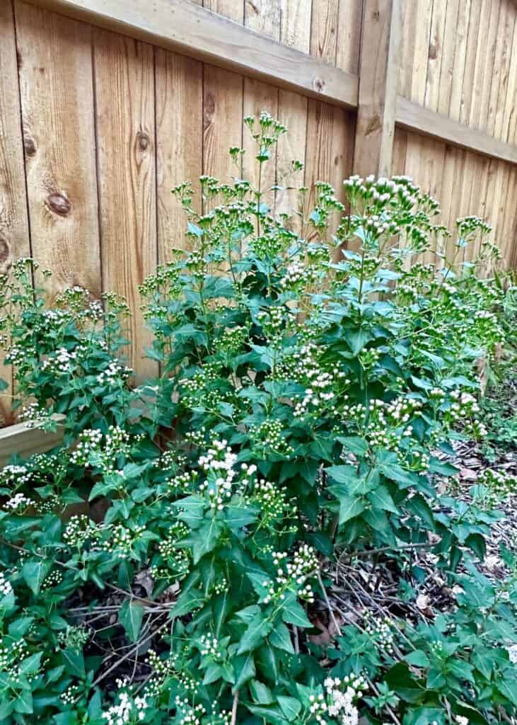 5 Reasons to Plant White Mistflower (Ageratina havanensis) - Native ...