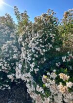 5 Reasons to Plant White Mistflower (Ageratina havanensis) - Native ...