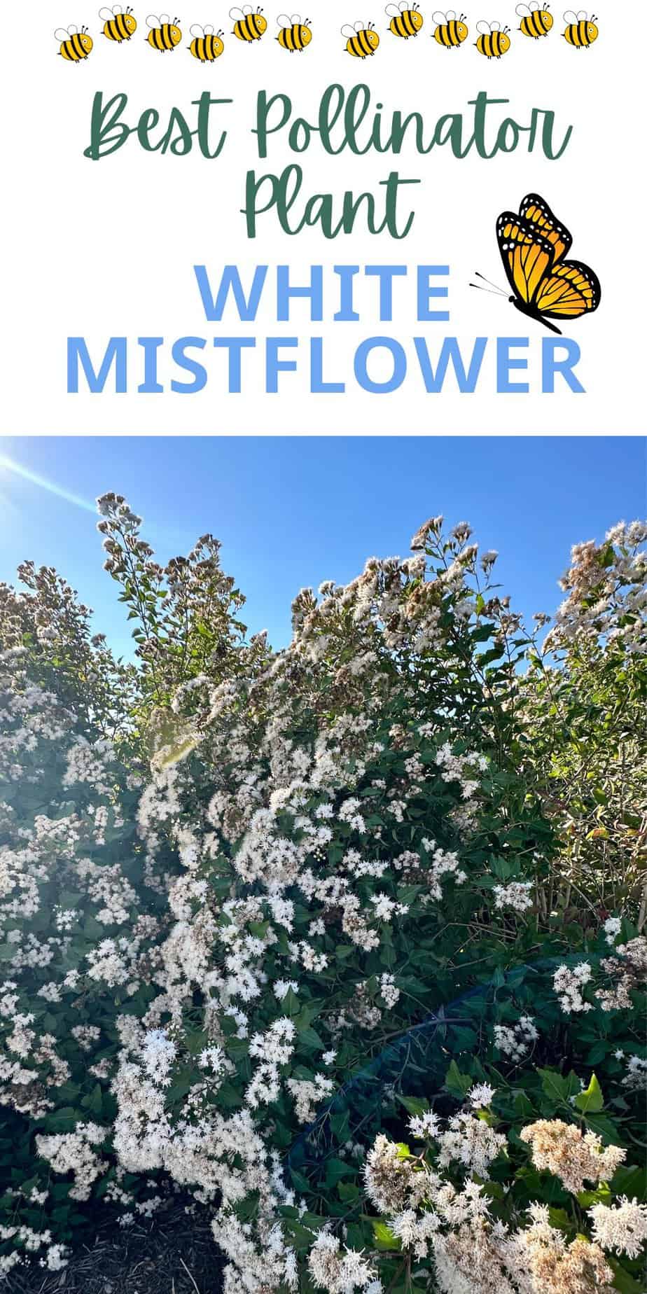 5 Reasons to Plant White Mistflower (Ageratina havanensis) - Native ...