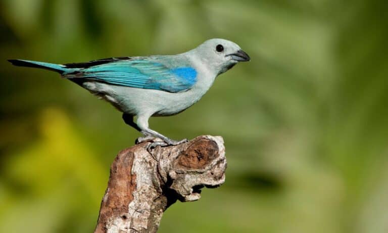 15 Costa Rica Birds to Spot on Your Trip - Native Backyards
