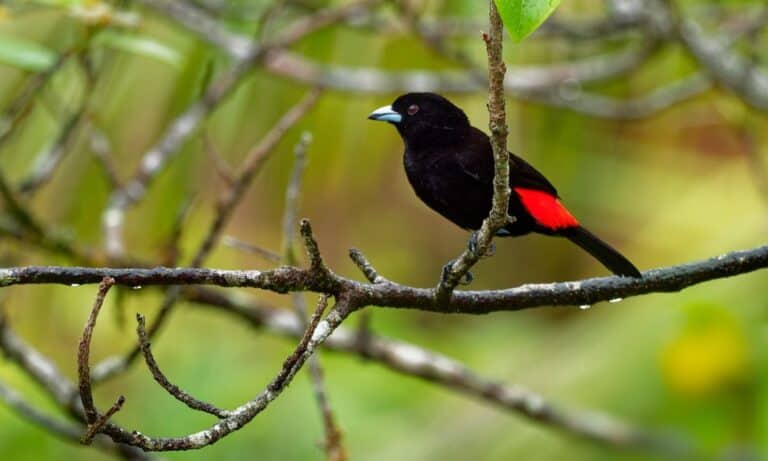 15 Costa Rica Birds to Spot on Your Trip - Native Backyards