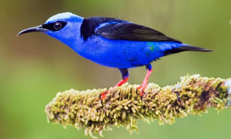 15 Costa Rica Birds to Spot on Your Trip - Native Backyards