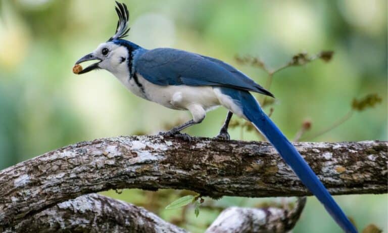 15 Costa Rica Birds to Spot on Your Trip - Native Backyards